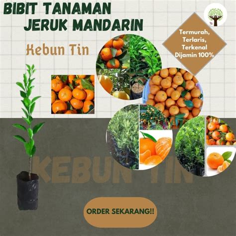 Jual Bibit Tanaman Pohon Jeruk Mandarin Hasil Okulasi Jaminan Asli Kota Bekasi Kebun Tin