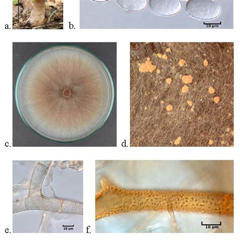 Pdf Two Species Of True Morels The Genus Morchella Ascomycota