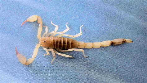 Baja California Bark Scorpion Mexican Terrestrial