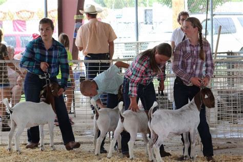 2016 Fair Pictures