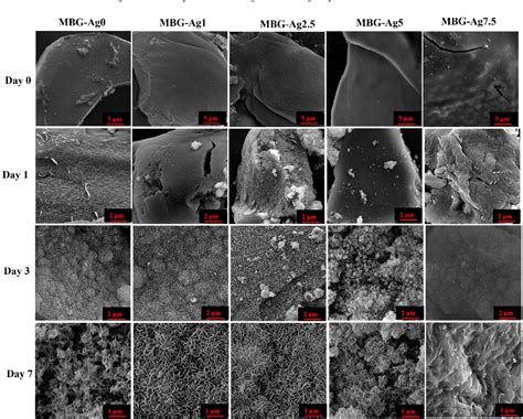 Figure 5 From Modified Sol Gel Synthesis Of Mesoporous Borate Bioactive
