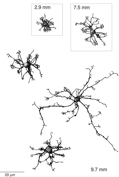Figure 1 From Receptive Field Structure Of H1 Horizontal Cells In