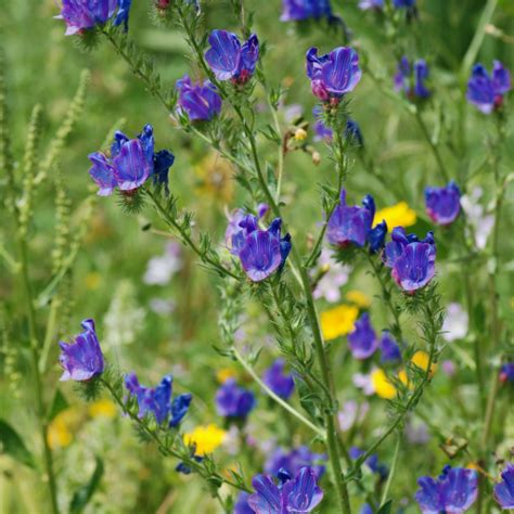 Purple Vipers Bugloss Echium Plantagineum Plant Care And How To Grow