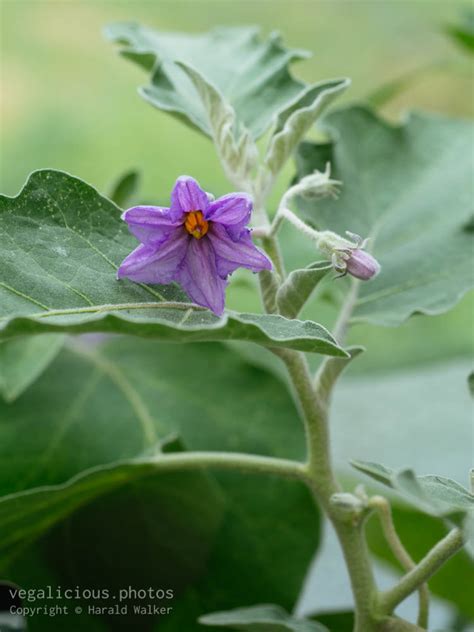 Flowering Eggplant Vegaliciousphotos