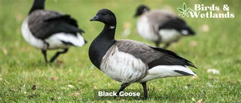 Black Goose Birds Wetlands