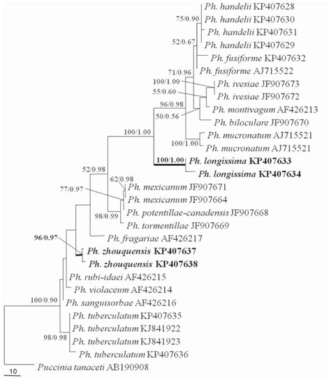 Phylogram Constructed By Maximum Parsimony And Bayesian Analyses Based