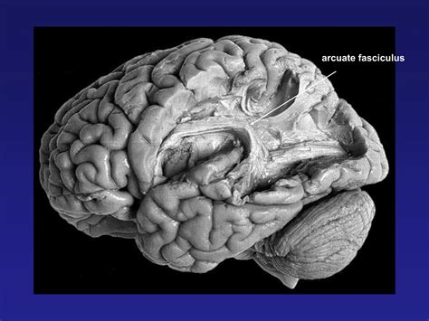 Physiology Of Cerebral Cortex Cerbral Cortexppt