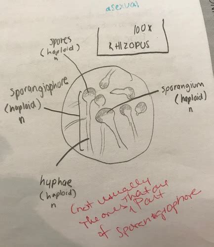 Biol 111 9 Flashcards Quizlet