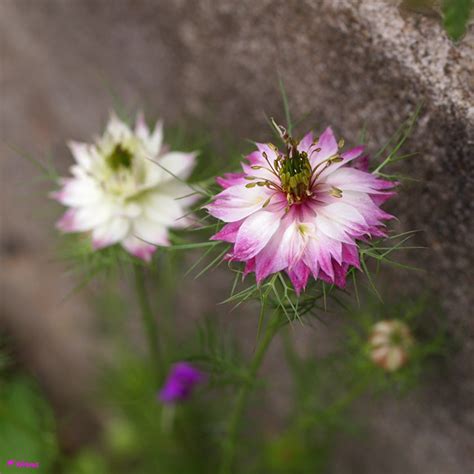 Nigella Damascena Flickr