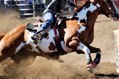 Hemorragia Pulmonar em cavalos é mais comum do que você pensa Cavalus