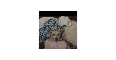 Coco Seitz Obituary 2022 Point Pleasant Wv Deal Funeral Home
