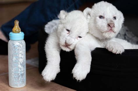 Rare White Lion Cubs Unveiled In France London Evening Standard