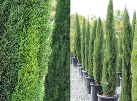 Plant This Now Berkeley Tree 2 Cupressus Sempervirens Monshel