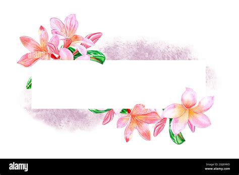 Tropical Pink Plumeria Flowers With Leaves Watercolor Hand Drawn