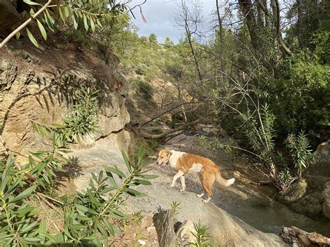 Trail Stream Animal - Free photo on Pixabay - Pixabay