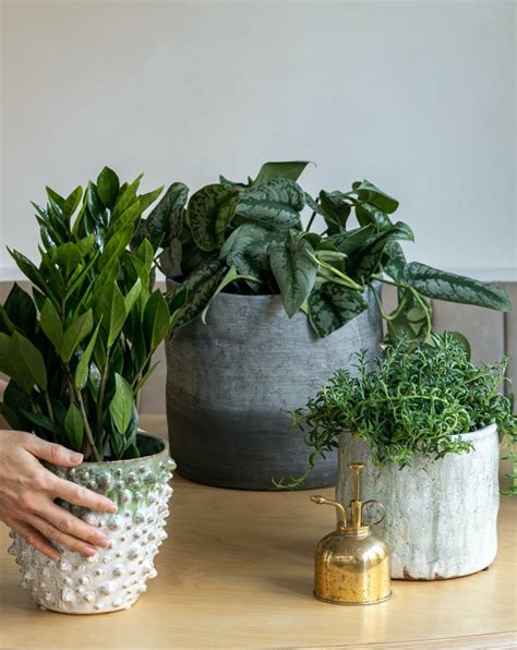 How Do I Repot My Houseplant Plant Drop