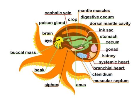 Greater Blue Ringed Octopus Anatomy