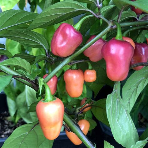 Fidalgo Roxa Hot Pepper Seeds Grow Your Own Fiery Chilies Perfect Gardener T Spice Up Your