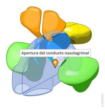 Apertura Del Conducto Nasolagrimal E Anatomy Imaios