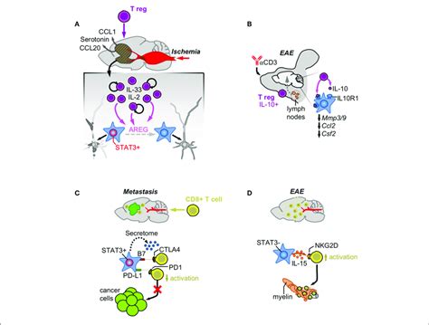 Astrocytes And Acquired Immunity A Ischemia Induces The Production