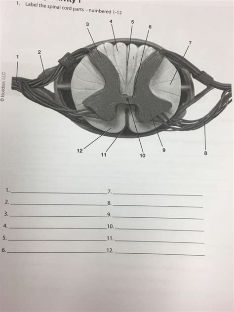 Solved Label The Spinal Cord Parts Numbered 1 12 Chegg