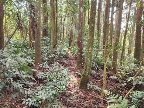 而完窩山蓮包山馬武督山O型 健行筆記