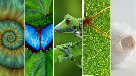 Biodiversity Biology Simple