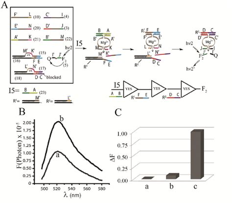 Figure S7 A The Nucleic Acid Library Consisting Of The Mg