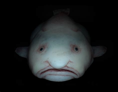 Pin By Gordon P Shumway On Lookin In Your Eyes Blobfish Blob Fish