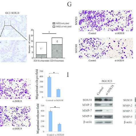 Nkd2 Suppresses Gastric Cancer Cell Growth In Xenograft Mice A