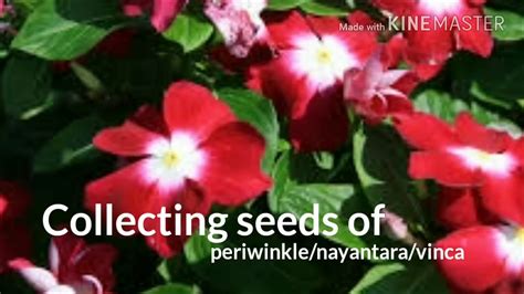 How To Collect Vincaperiwinkle Seeds Youtube