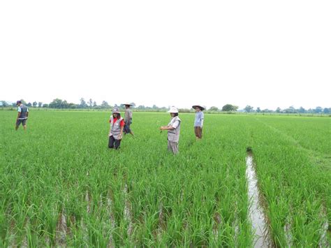 ဟုမ္မလင်းမြို့နယ်အတွင်း ယခုနှစ်မိုးသီးနှံများစိုက်ပျိုးဧက ၉၀၉၈၆ စိုက်ပ