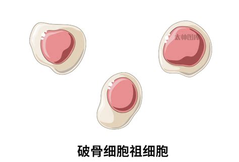 干细胞 医学插画
