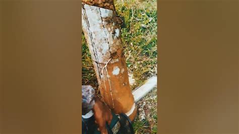 Tree Cutting Sceneshorts Youtube