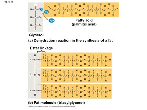 The Structure And Function Of Large Biological Molecules