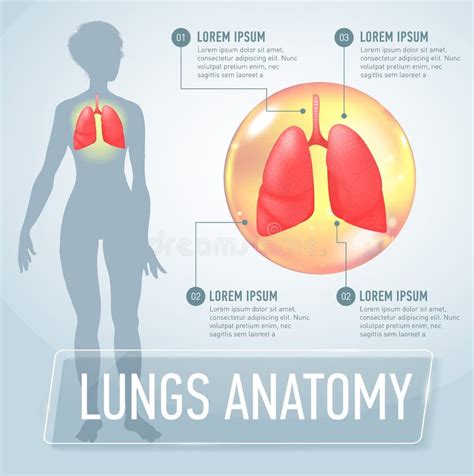 Female Lower Anatomy Diagrams