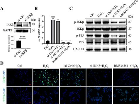 Ckd Development By Attenuating Ikkβnf κb Pathway Dddt