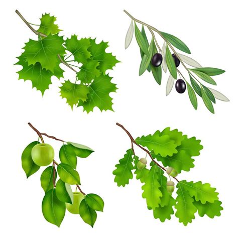 Green Branches Realistic Plants Branches With Leaves Decent Vector Te By Onyx Thehungryjpeg