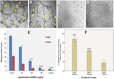Effects Of Ethyl P Methoxycinnamate Epmc On Tube Formation And Vegf