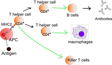 203b Types Of Adaptive Immunity Medicine Libretexts