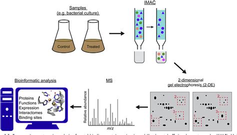 Affinity Chromatography Protein Purification