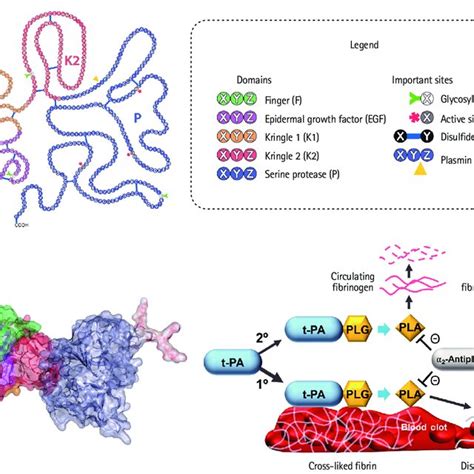 Molecular Structure And Fibrinolytic Function Of Tissue Plasminogen