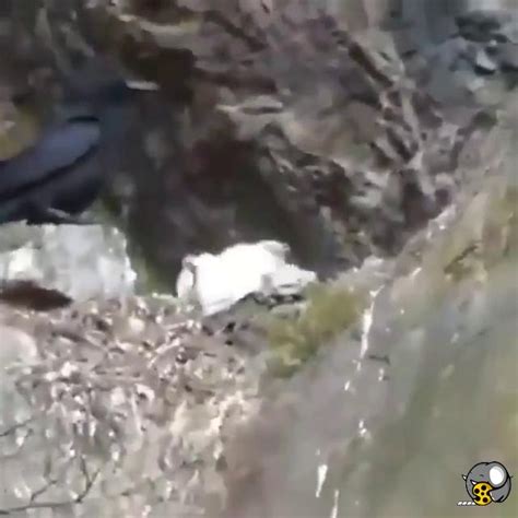 حمله کلاغ به جوجه عقاب😮 فیلو