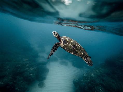 Study Marine Science Abroad Studentsgoabroad