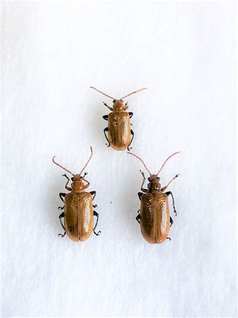 日本の甲虫標本 外来種 クズクビボソハムシ3頭 東京都 採集分布拡大中その他｜売買されたオークション情報、yahooの商品情報を