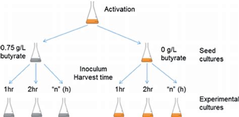Schematic Representation Of The Inoculum Development Experiment Seed Download Scientific
