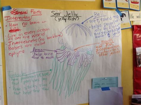 Jellies Input Chart