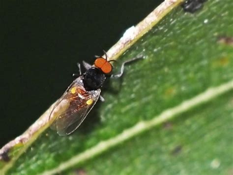 Simulium Spp Meszki Insektarium