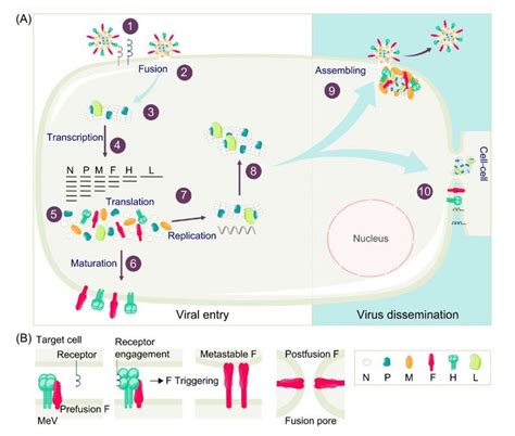 4 Schematic Of Replication Cycle Of Measles Virus Figure Adapted From Download Scientific