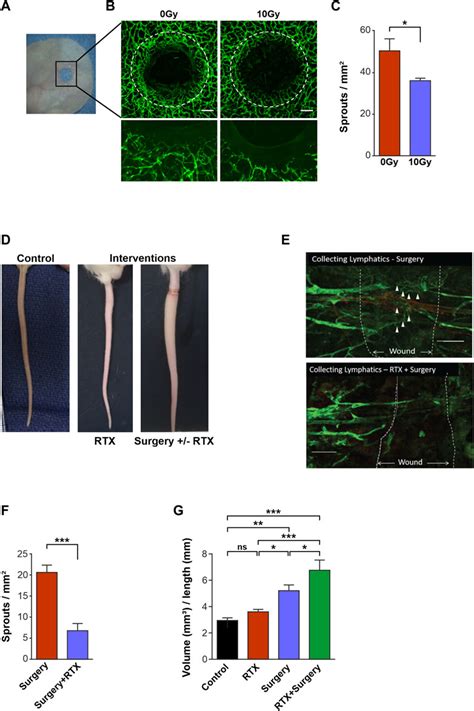 Frontiers Radiation Therapy Attenuates Lymphatic Vessel Repair By Reducing Vegfr 3 Signalling